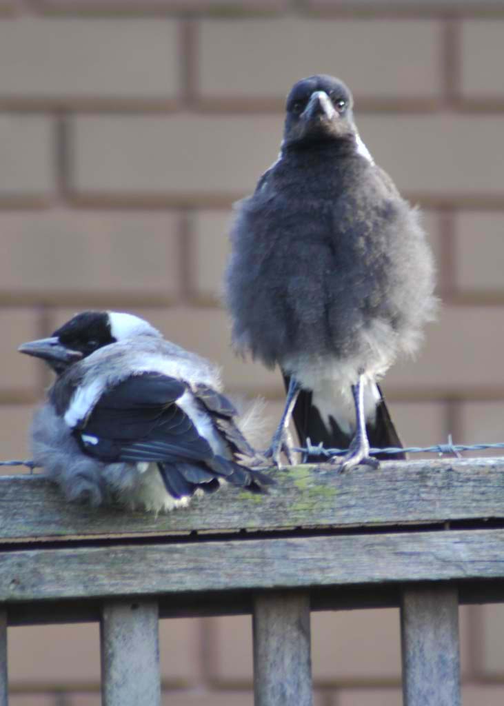 It's Baby Magpie Season