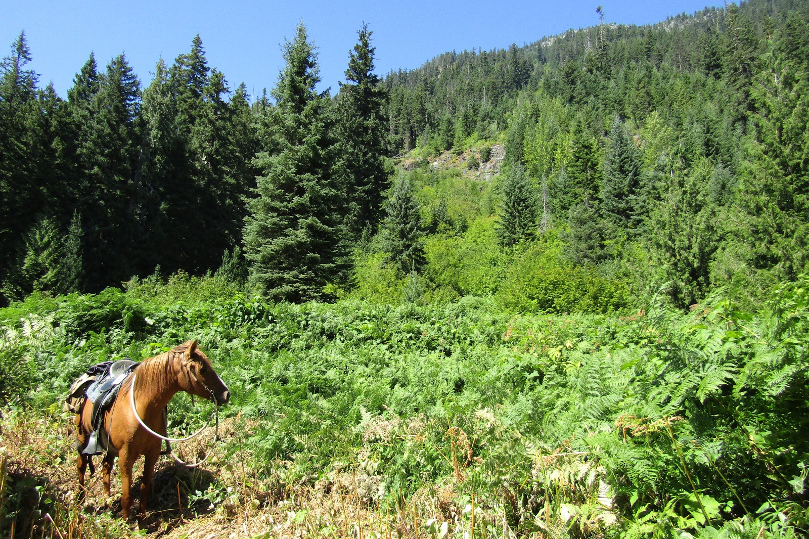 Holly's Horse Tales and Trails: Black Pine and Conrad Meadows Horse ...