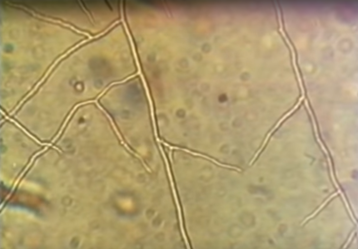 BIOLOGIA PARA A VIDA : abril 2022