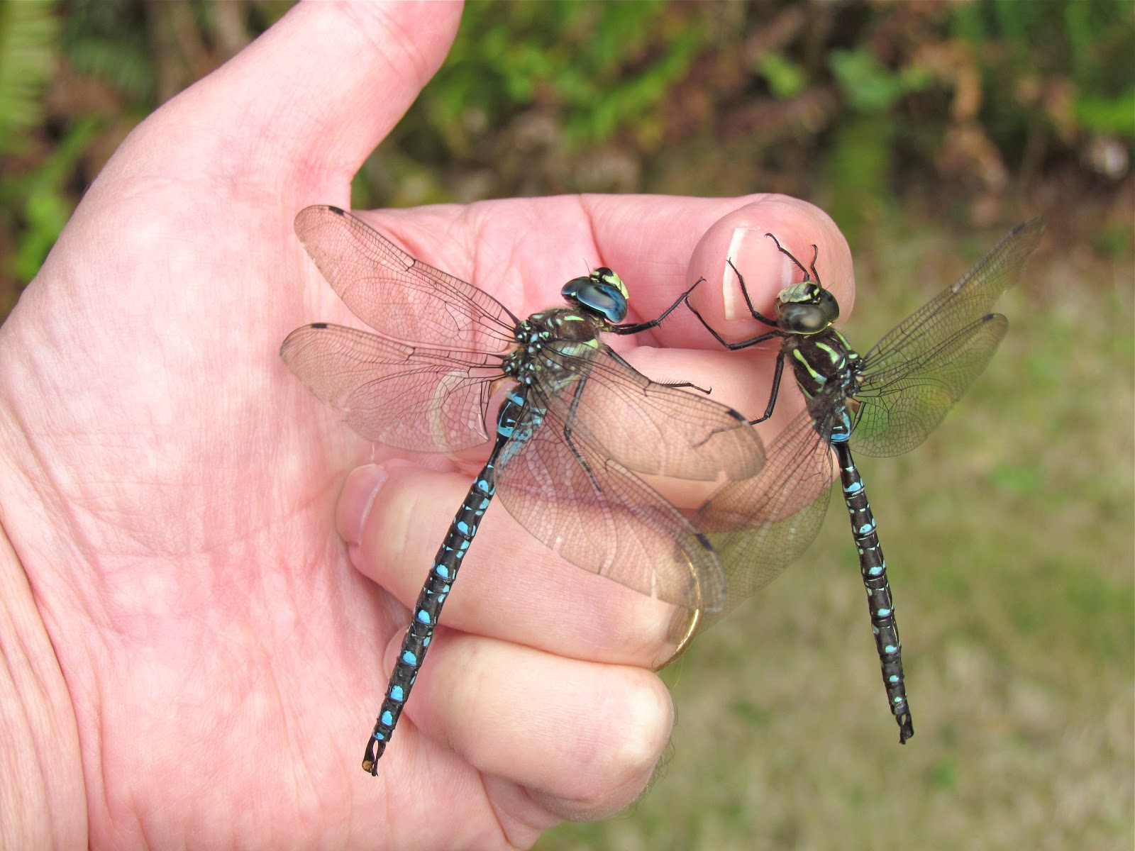The Dragonfly Whisperer: A Darner In The Bush Is Worth Two In The Hand