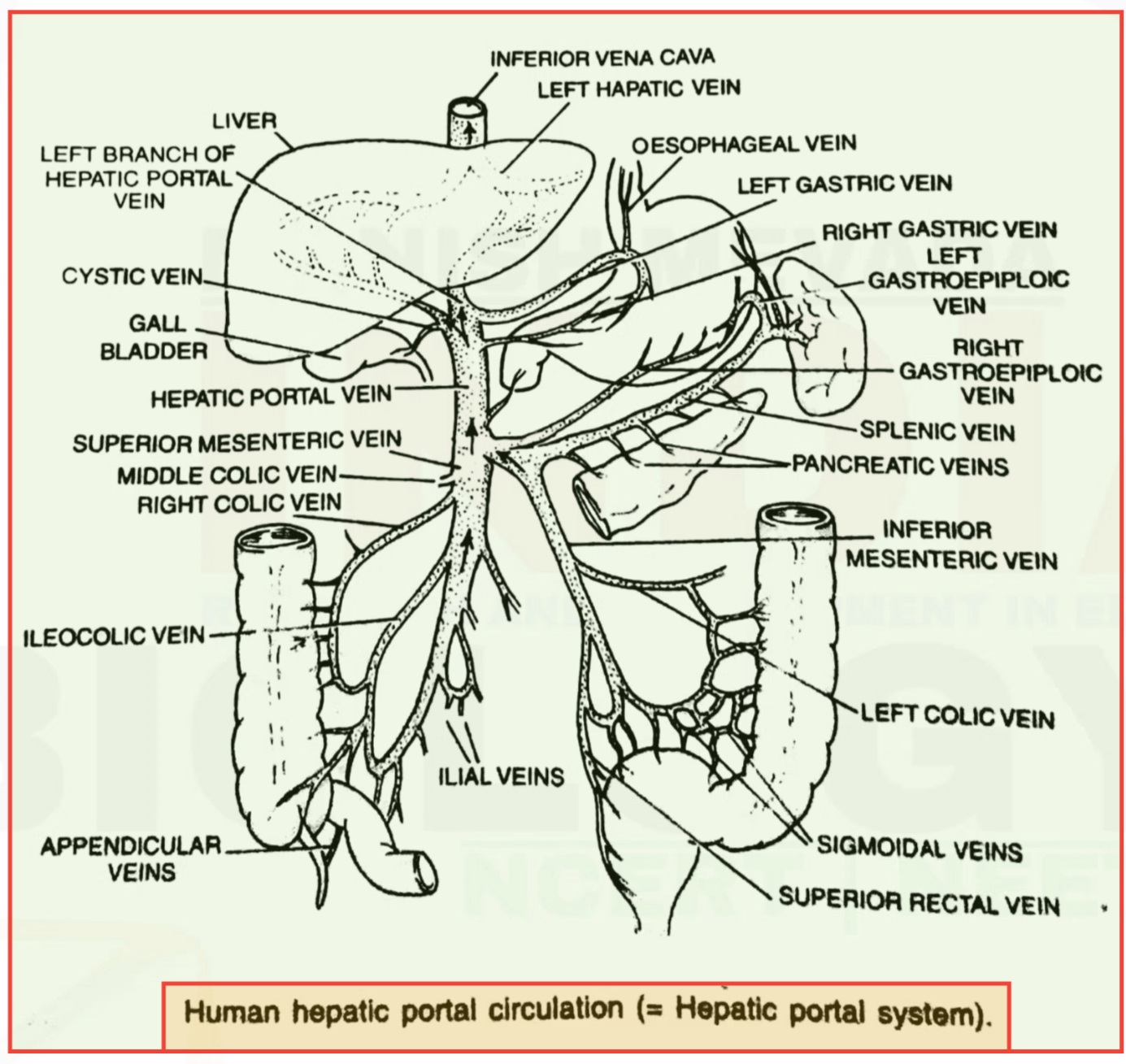Blood Circulation Through Special Region