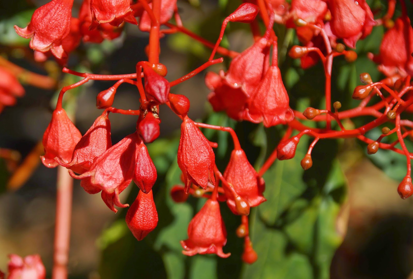 LA Arboretum's Australian Forest