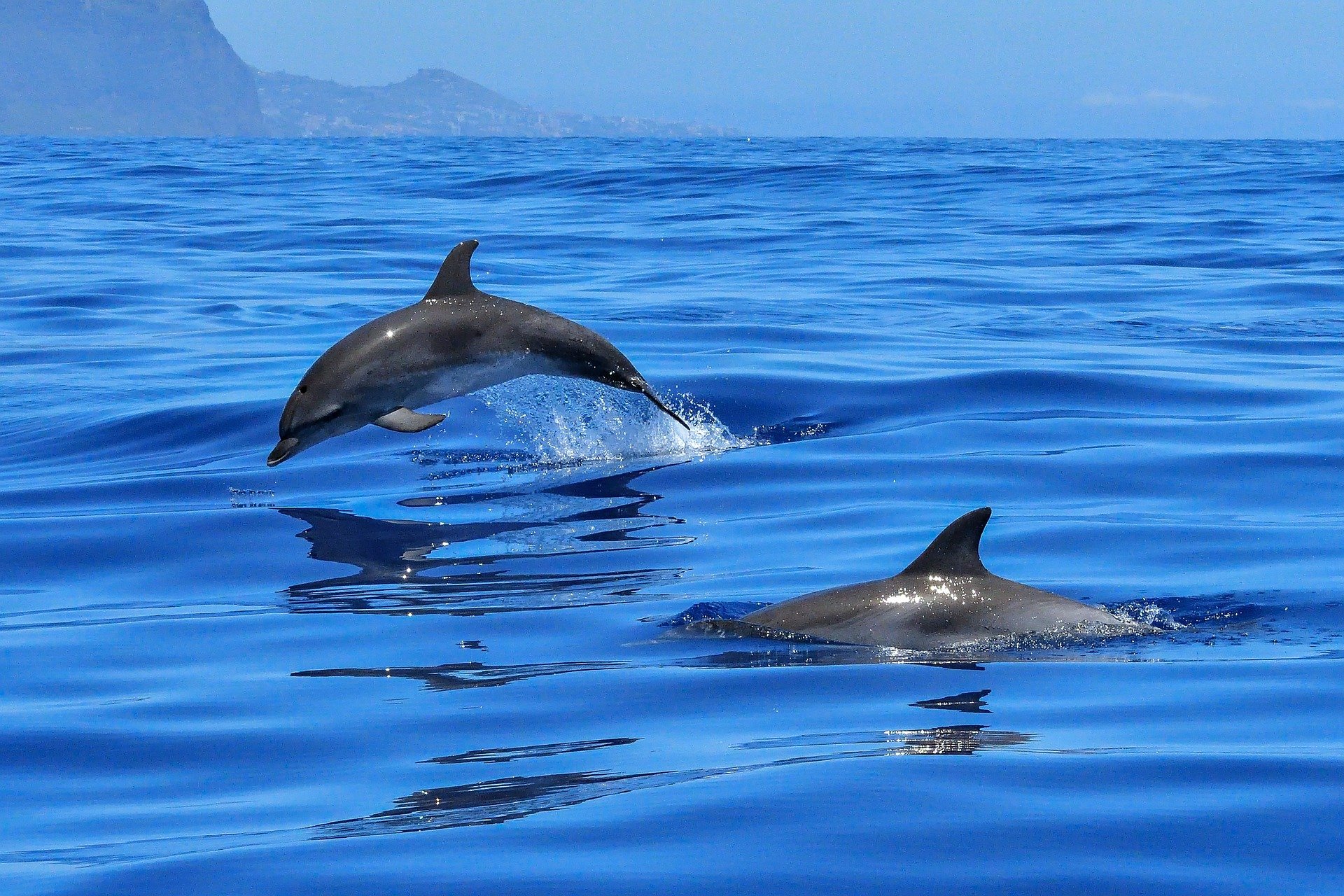 Amazing Facts About Aquatic Animals PewT Science amazing-facts-about-aquatic-animals-pewt-science