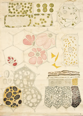 jessica pezalla: anatomia vegetal