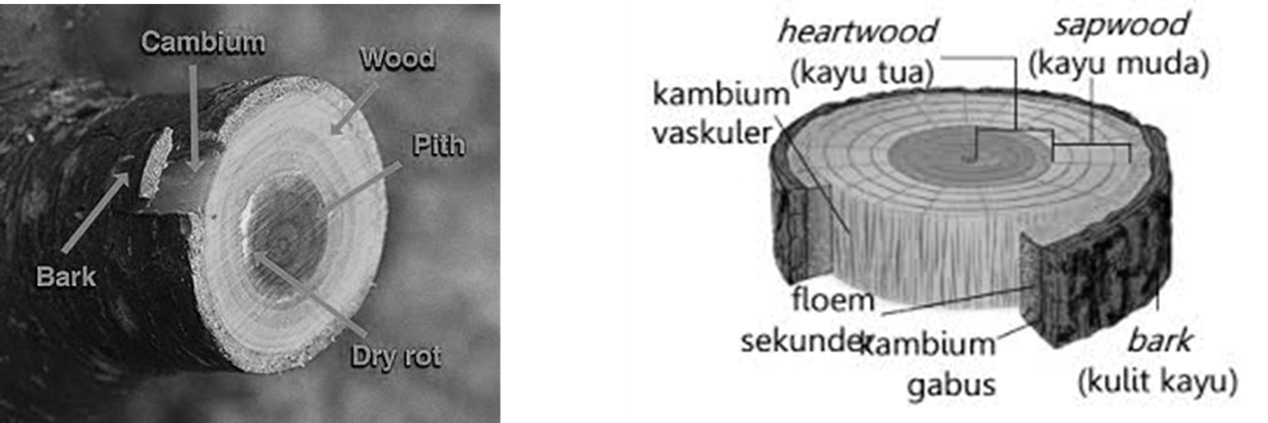 Kamus Biologi : Pengertian Invertebrata, Isotonik, Isospora, Kalsitonin ...