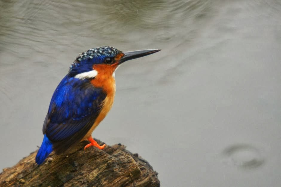 Tierra de Calaos y del Martín pescador: Martín pescador malgache ...