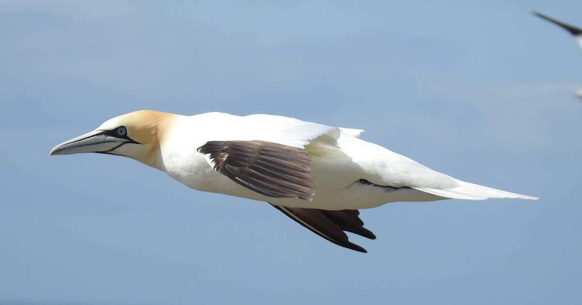 The Hairy Birder: Solan Goose