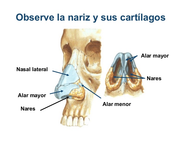 CUERPO HUMANO. (Nariz)