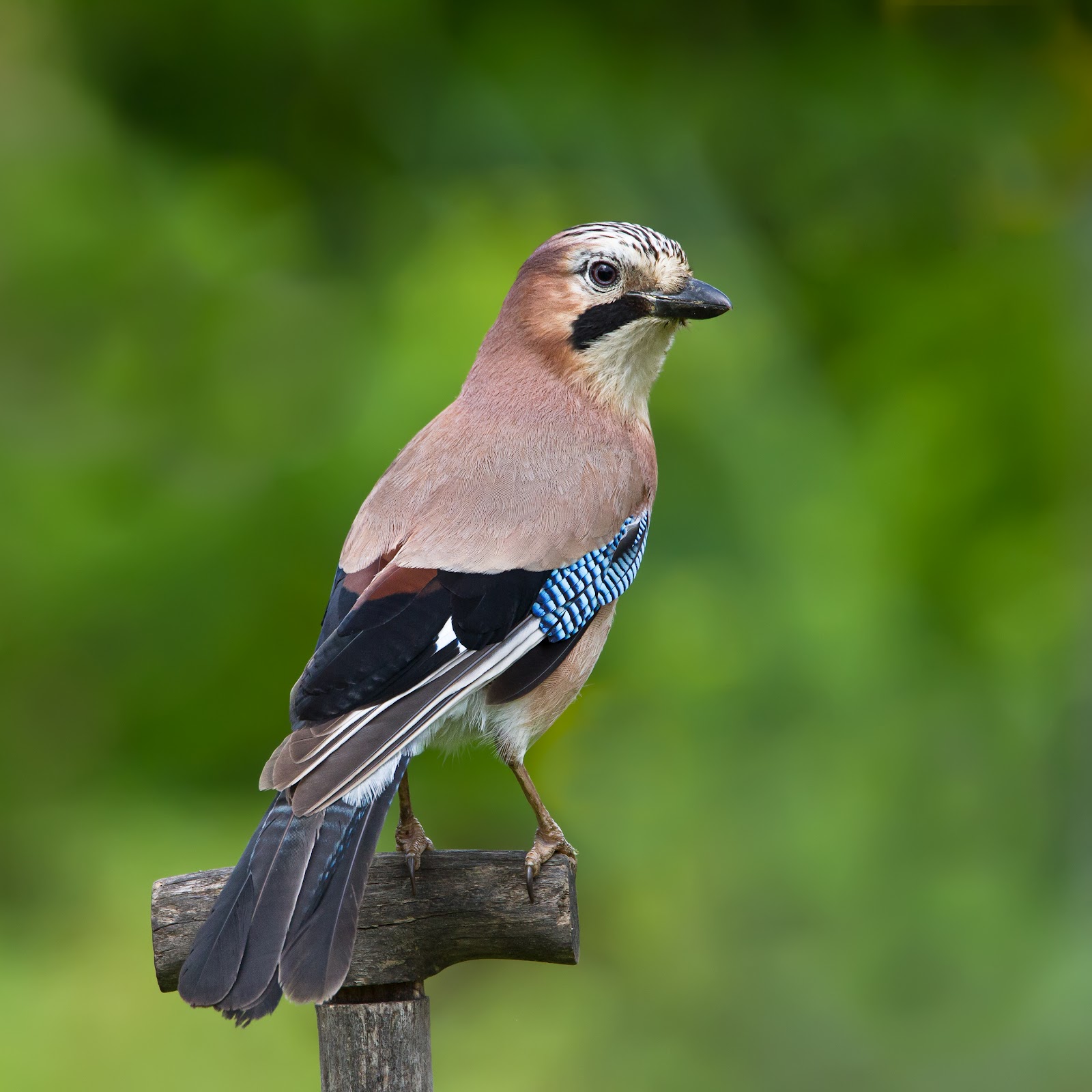 Neil's Bird photography: June 2012