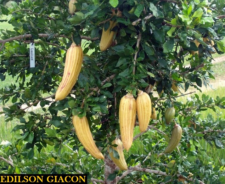 Viveiro Ciprest - Plantas Nativas e Exóticas: Guajilote ou Bananinha ...
