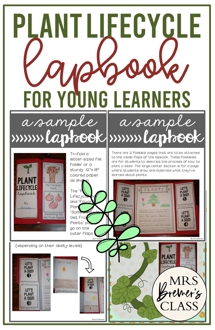 Plant Lifecycle Lapbook | Mrs. Bremer's Class