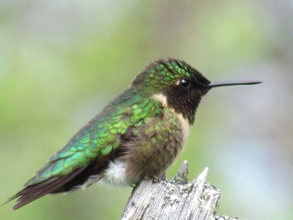 The Agatelady: Adventures and Events: The Marvelous Hummingbird