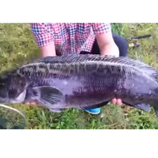 7 Cara Yang Paling Mudah Budidaya Ikan Kutuk Bisa Cepat Panen - PETANI