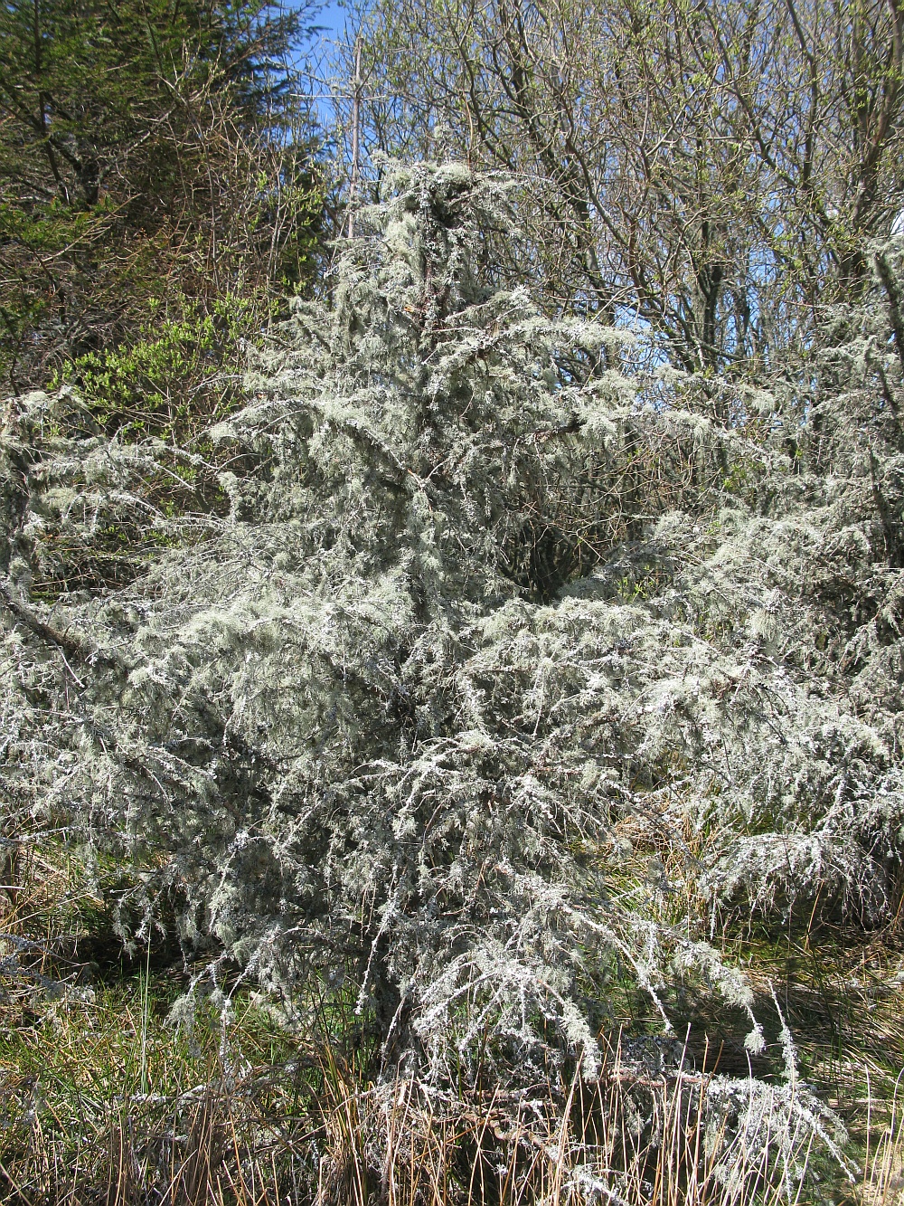 Islay Natural History Trust: A lichen tree