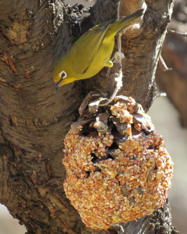 Speel-speel : muisvoël