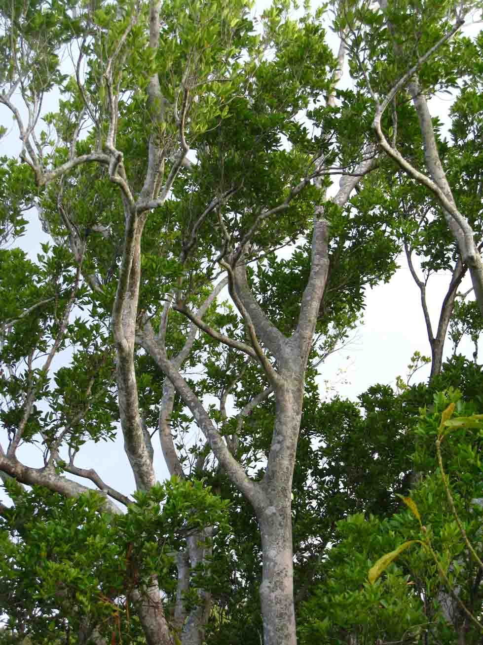 Bois rouge | Flore de l’île de la Réunion