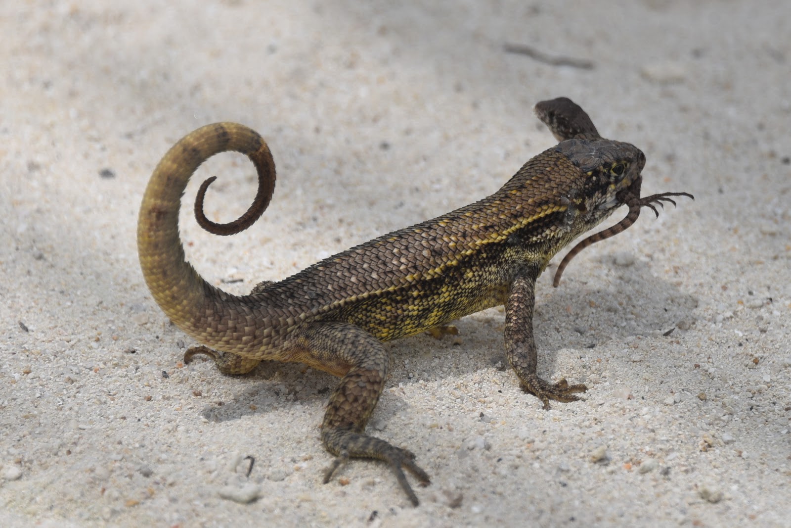 Visions From Key West