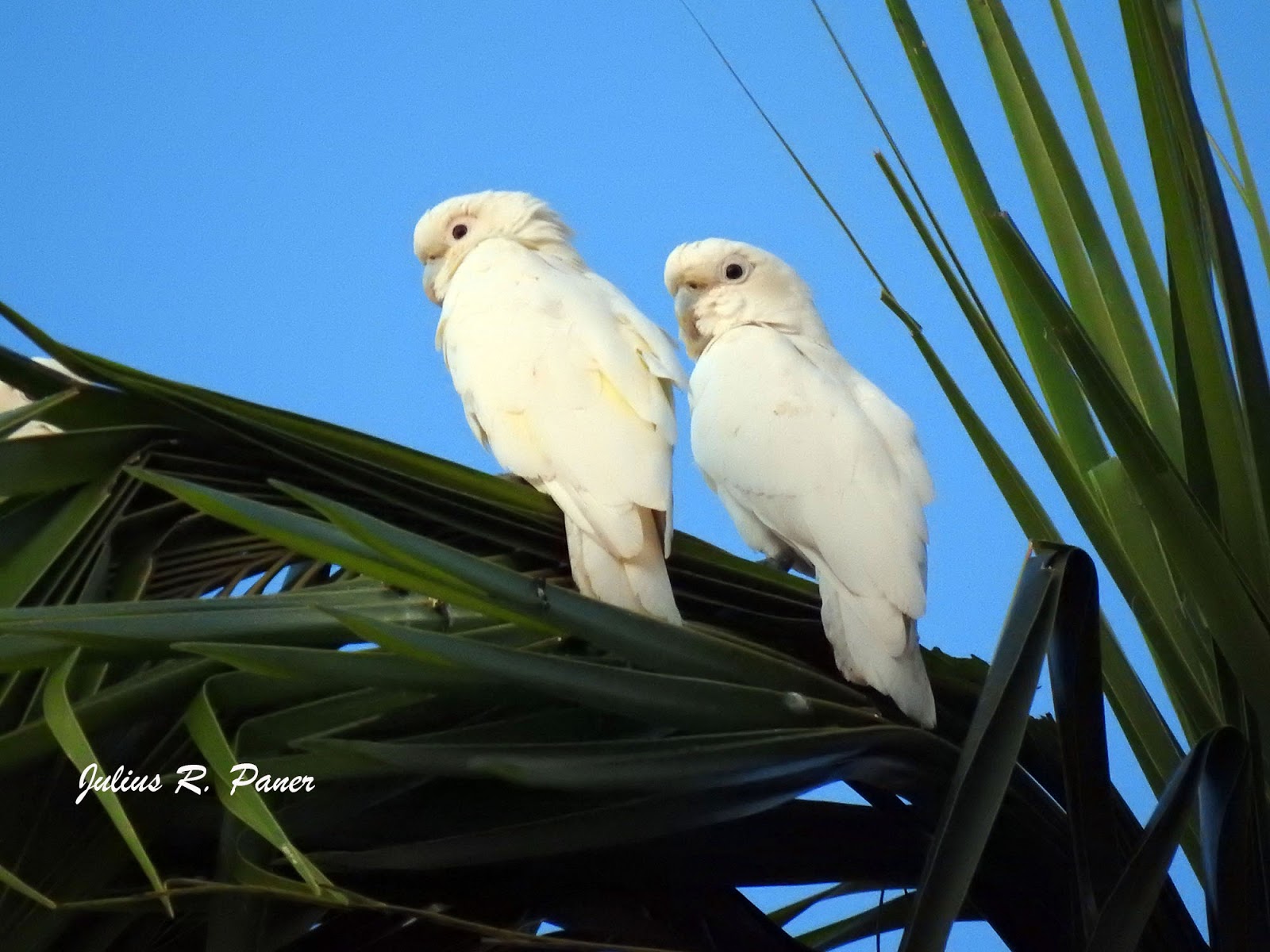 LOGSAC: Katala leads set of Lifers in my Palawan Solo Birding