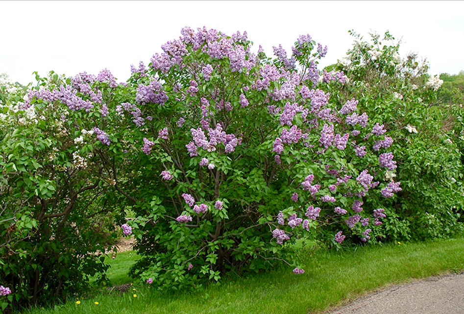 Plant Database: Syringa vulgaris