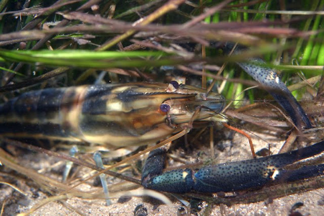 Camarón de Río. | Fauna Dominicana