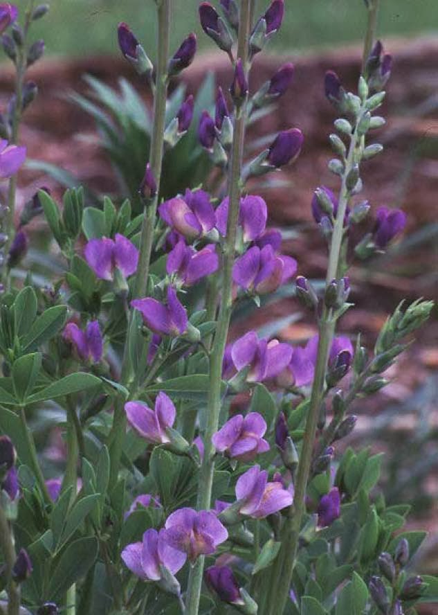 Beechwood Landscape Architecture and Construction: Blue False Indigo ...