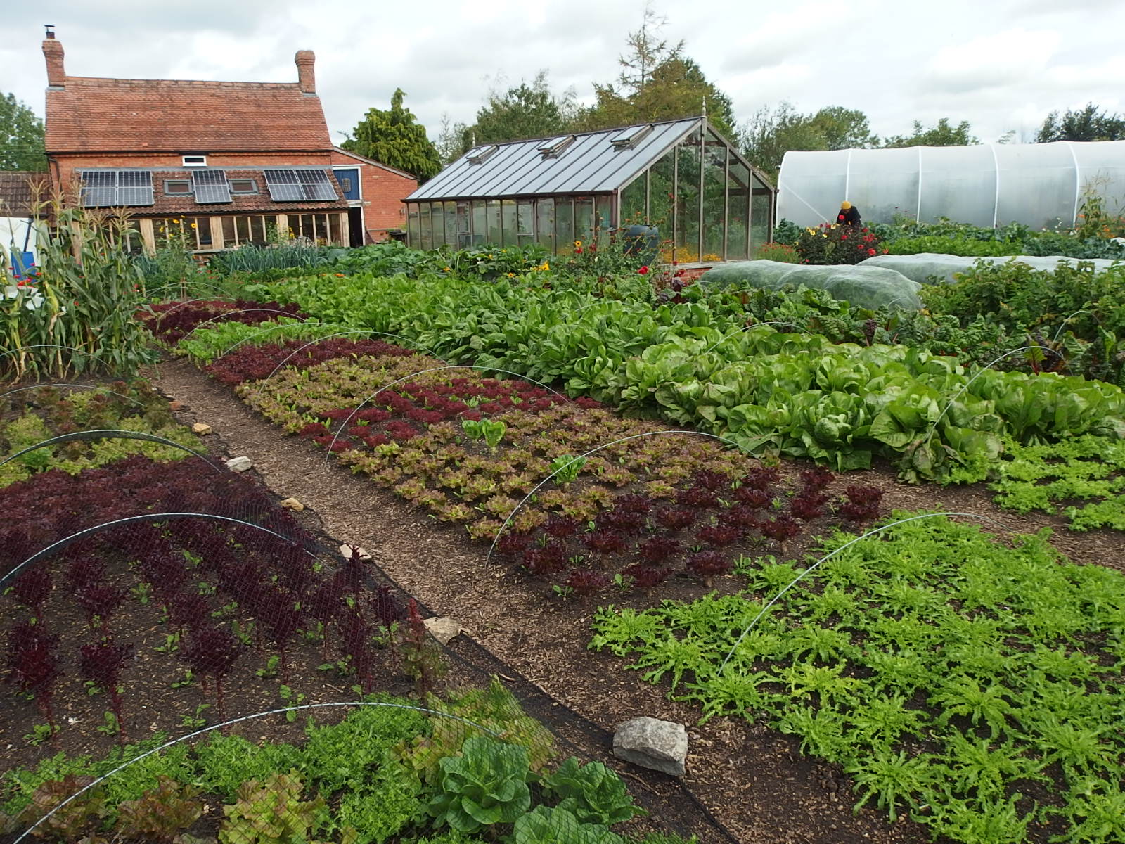 Salad Days: Happiness is a trip to Homeacres