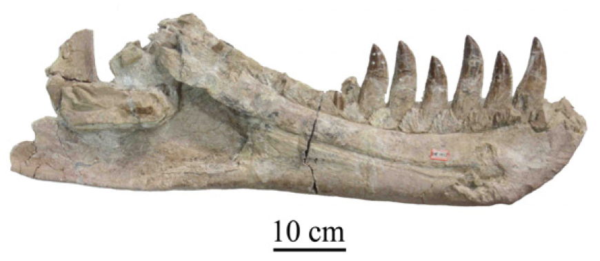 Fundacion Dinosaurios Cyl: Un primo del T. rex aparece en China