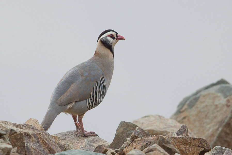 Birds of Saudi Arabia: Arabian Partridge – Mount Soudah