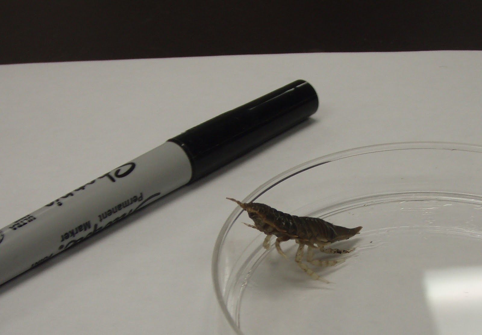 Science and Cookies: Parasitic Isopods and the Revival of the Long ...
