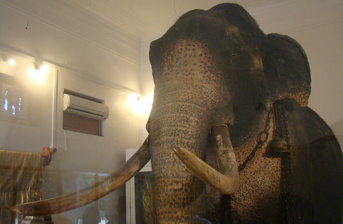 Discover-SriLanka: SRI LANKA - KANDY [ TEMPLE ELEPHANT RAJA ]