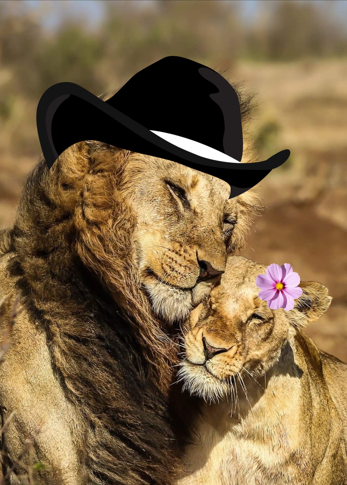 ANIMALS TIME : The 10 best lion edited pics (las 10 mejores fotos de ...