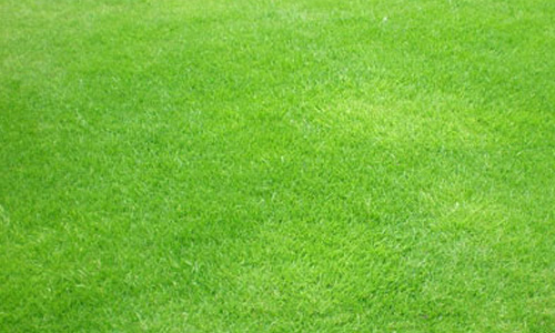 ARTE Y JARDINERÍA : CÉSPED. Contribución y sus beneficios