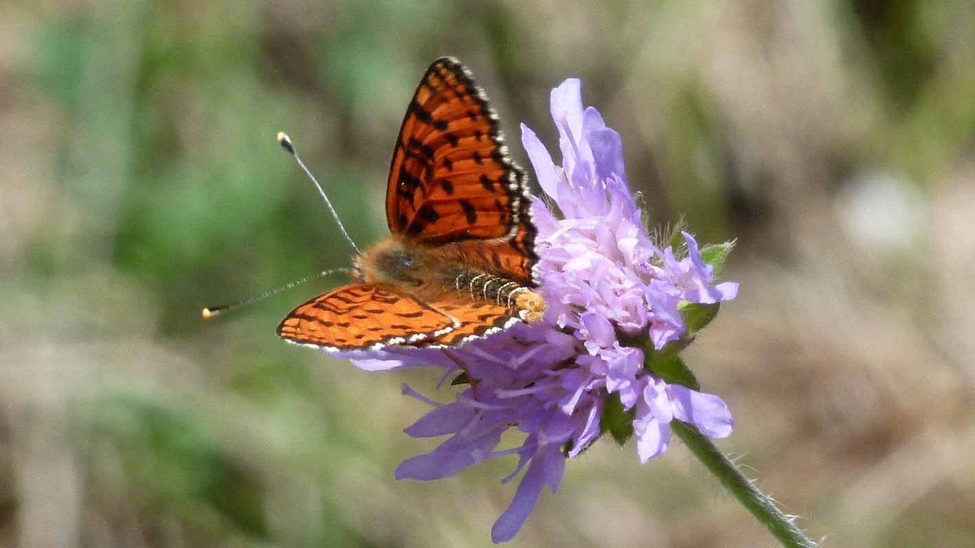 Faune Flore d'Ul: Papillon : La Mélitée orangée