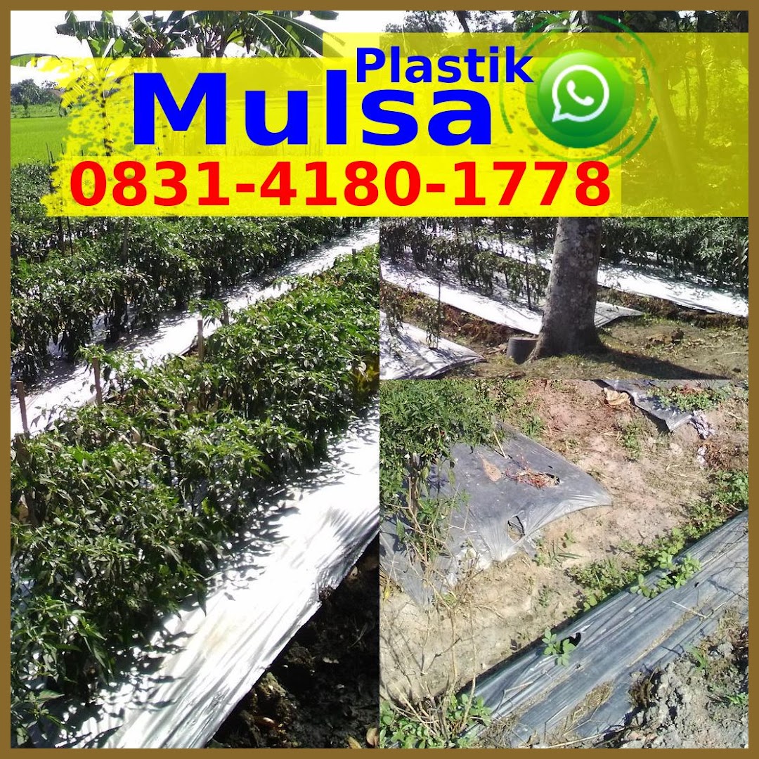 Ukuran Panjang Plastik Mulsa – O831~ㄐ18O~1778 [wa] Jual Mulsa Plastik Murah