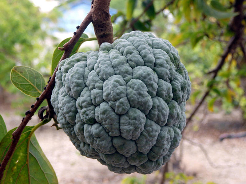 Native Stew - Bahamas: Young Sugar Apple