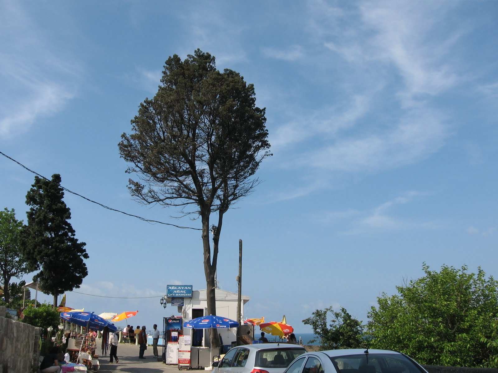 Cittaslow Botanik Park: AĞLAYAN AĞAÇ