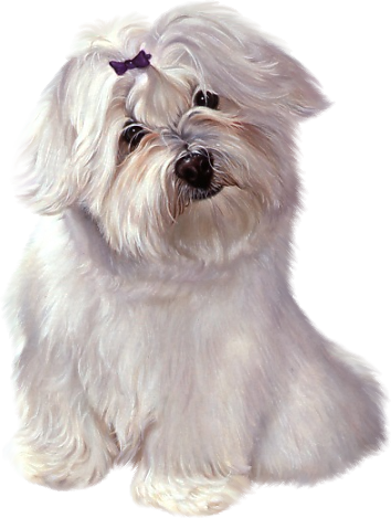 Todo PNG: Perritos PNG