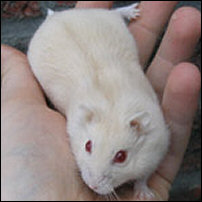 Hamstercitos :3: Variedad Cromática en los Hamsters Rusos