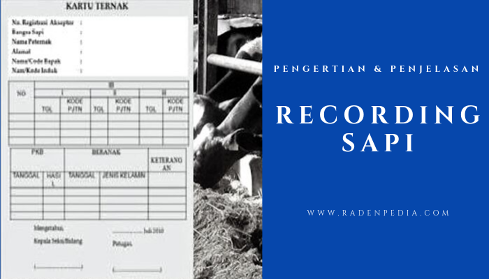 Contoh Recording Sapi dan Penjelasannya - Raden Pedia