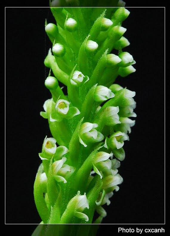 Goodyera procera (Ker Gawl.) Hook.