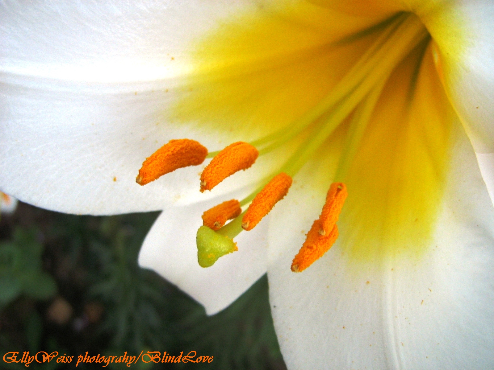 Blind Love: Crinul imperial (Lilium regale)
