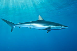 The Silent Siren: Shark reference
