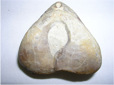 Manospondylus: Why Brachiopods are actually pretty cool