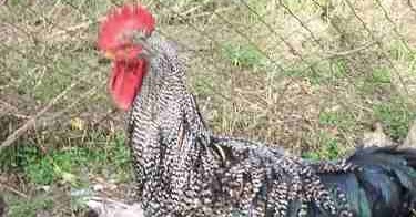 El GAUCHOGUACHO: Pobre gallo bataraz (Estilo)