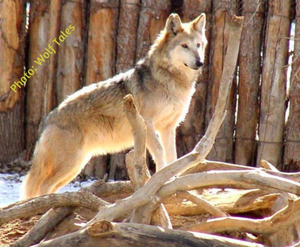 Kundalini: Lupul (Canis lupus)