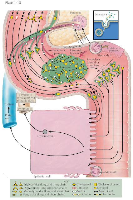 Secretory, Digestive, and Absorptive Functions of Small and Large ...