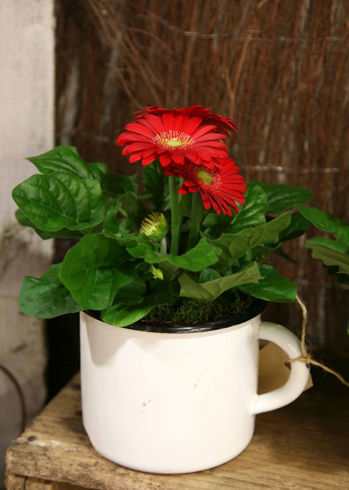 Flower Shop Stories: Reveling in Red