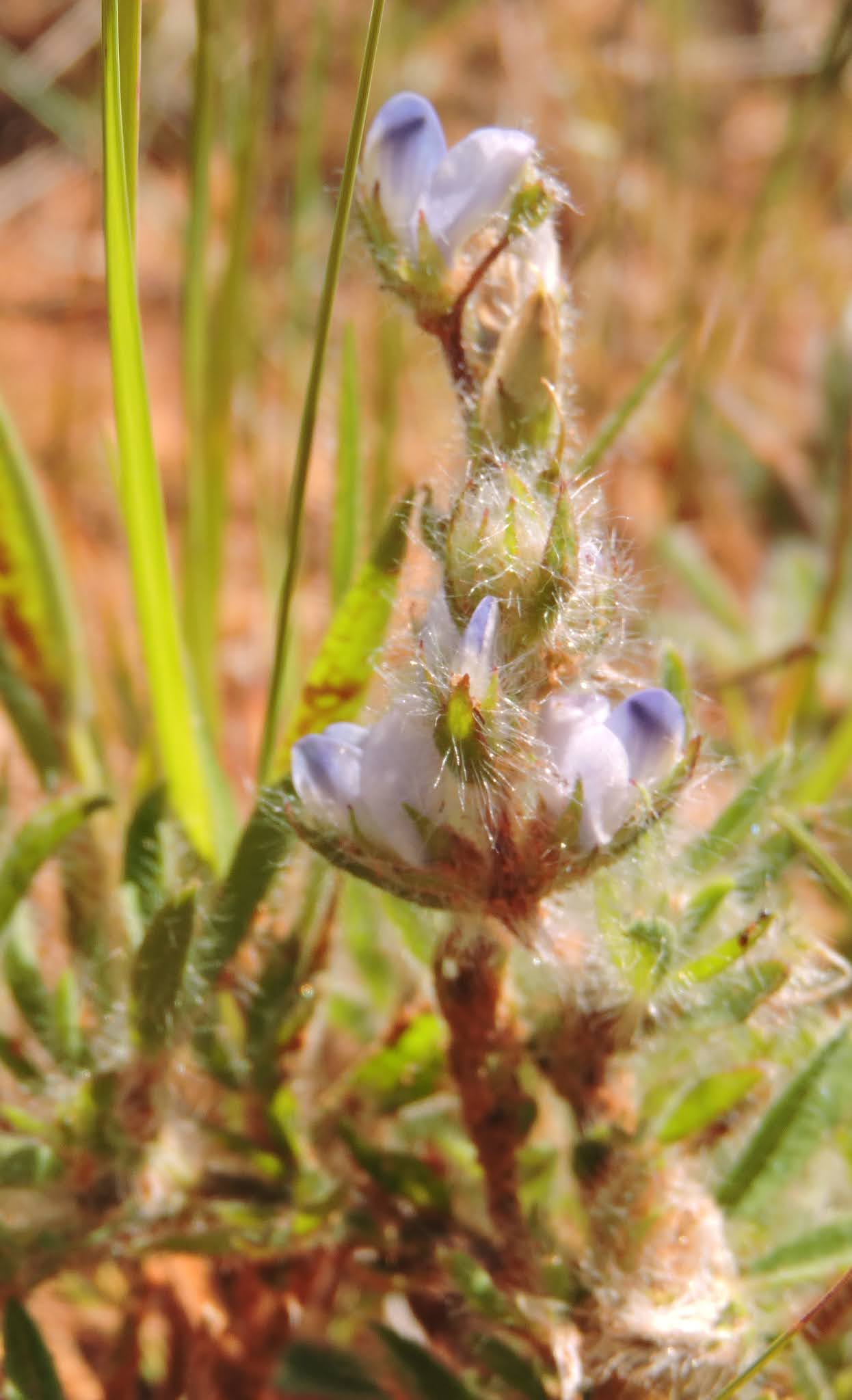 Fabaceae - Leguminosae no Brasil: Fabaceae - Lupinus bracteolaris Desr.