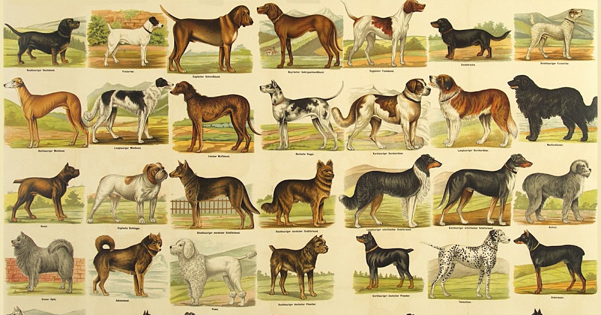 Breeds of Dog and Human