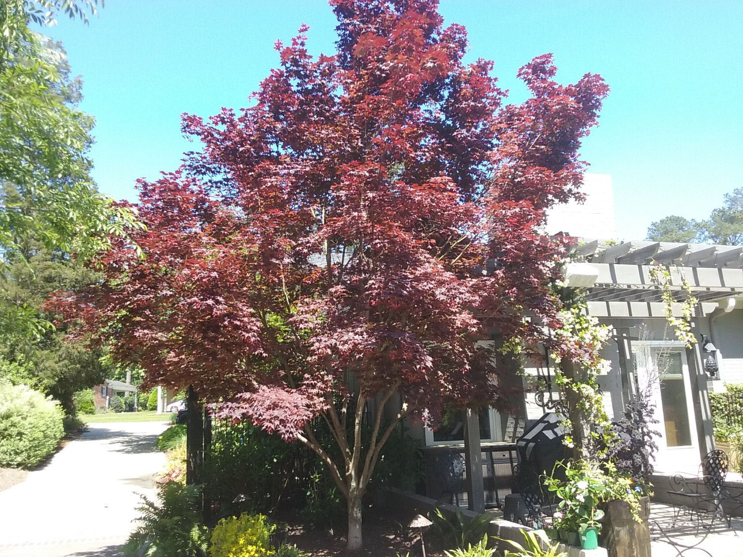 SHOOTS & MATTERS: Two of My Favorites - Crepe Myrtles and Japanese Maples